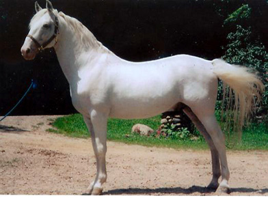LIPIZZAN