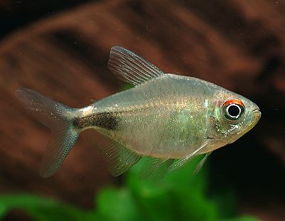 HEMIGRAMMUS PULCHER