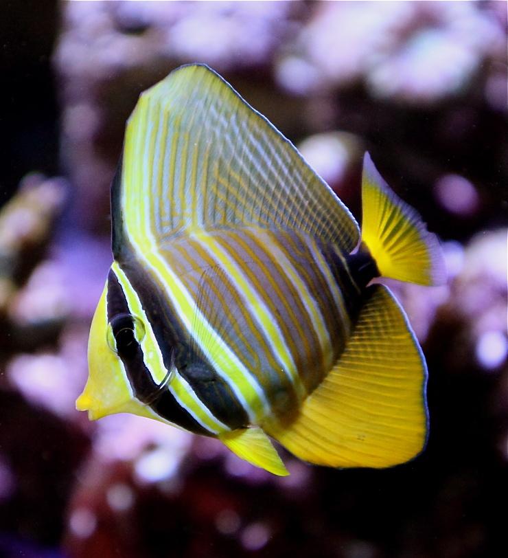 ZEBRASOMA VELIFERUM | REEF AQUARIUM